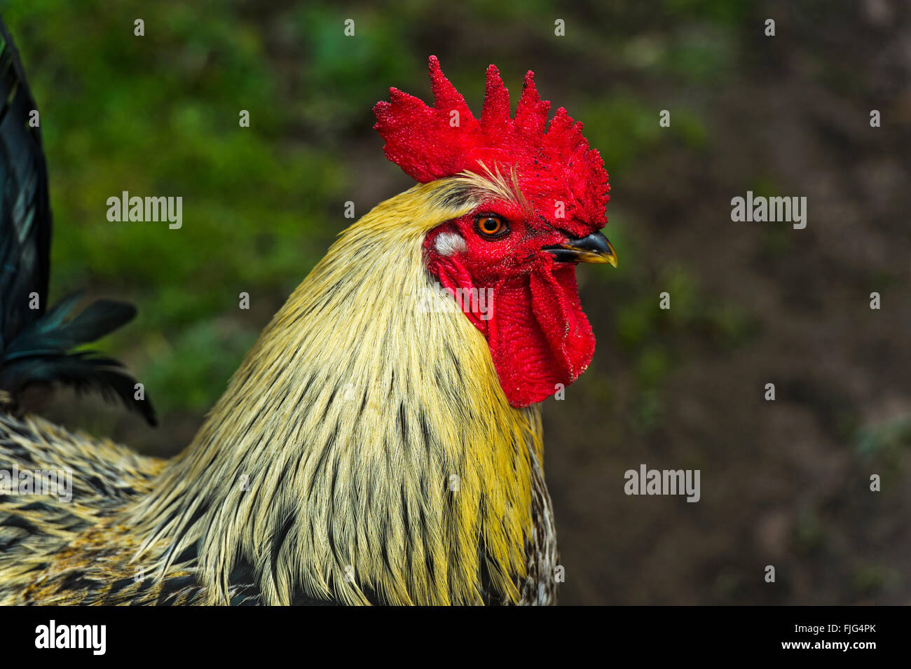 Cock, portrait, Chabo chicken breed Stock Photo - Alamy