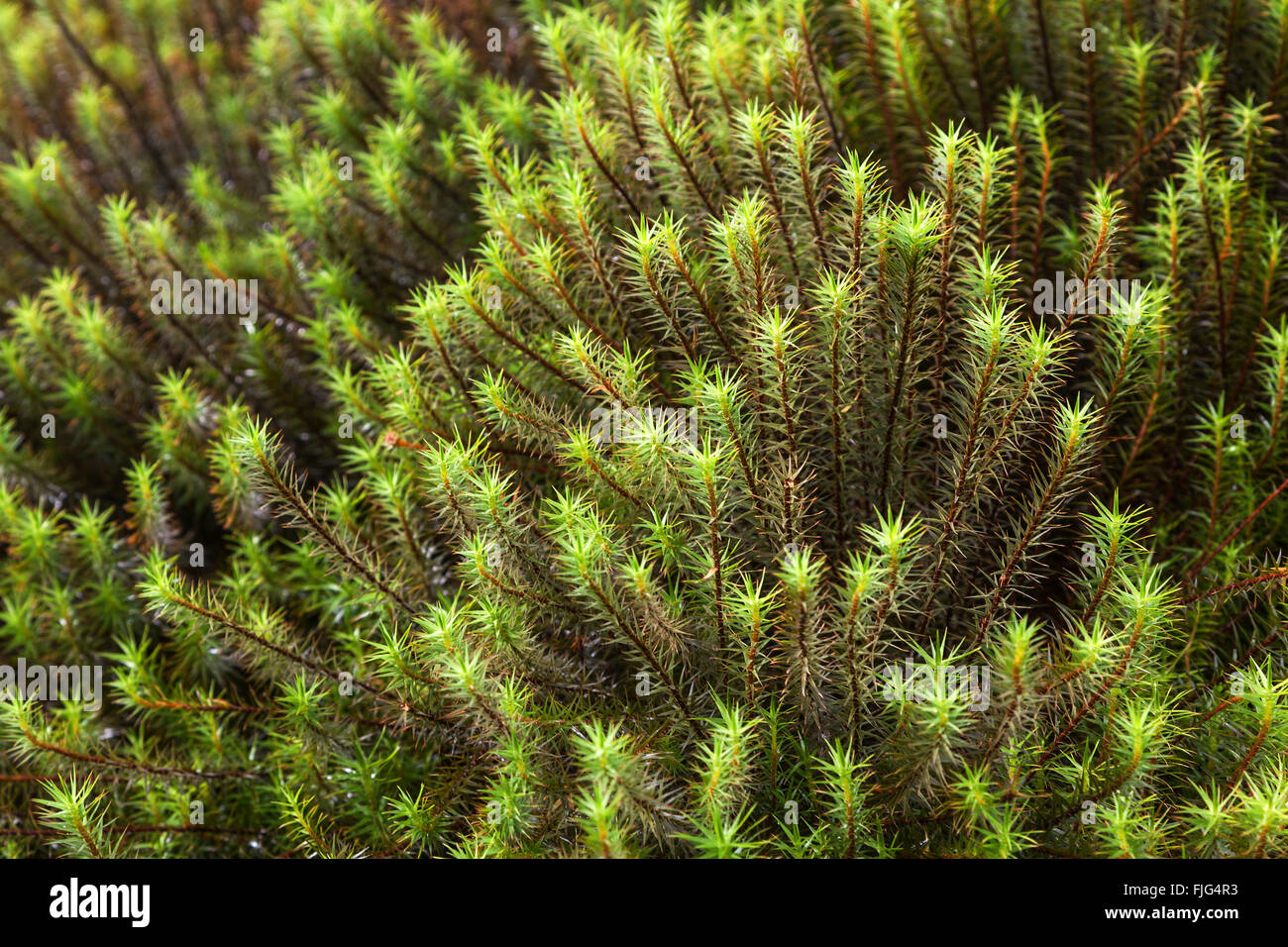 Common Haircap Moss or Great Golden Maidenhair (Polytrichum commune ...
