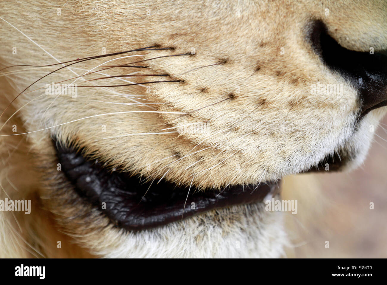 Whiskers of white lion (Panthera leo krugeri) in the Drakenstein Lion ...