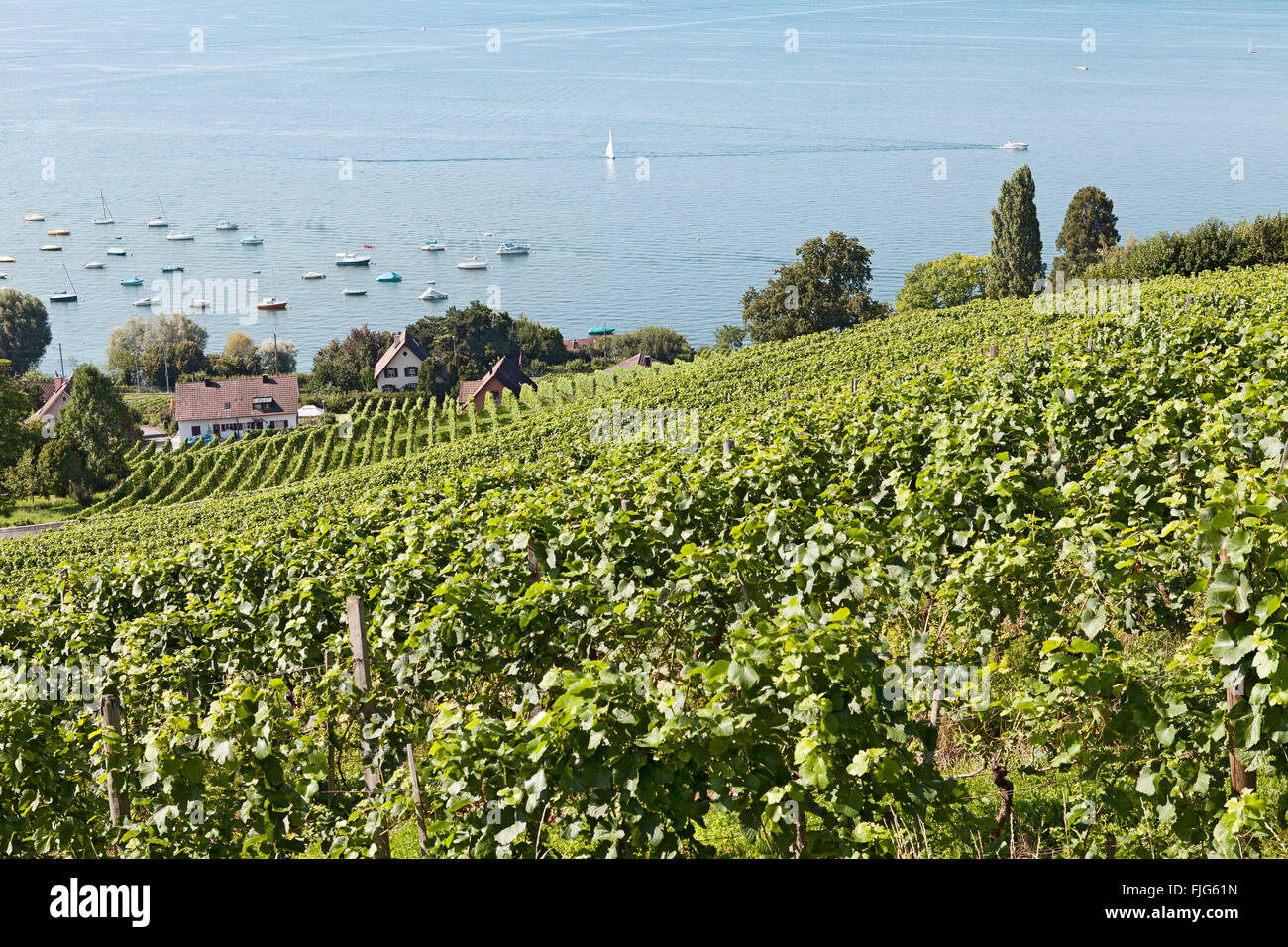 Vineyard, winery, at Arenenberg Castle, above Lake Constance ...
