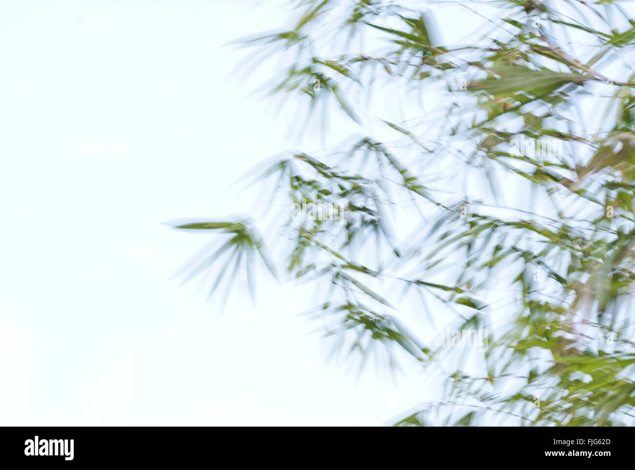 Bamboo leaves (Bambuseae), in the wind Stock Photo - Alamy
