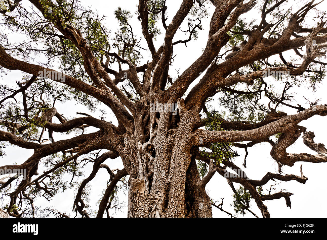Argan tree hi-res stock photography and images - Alamy