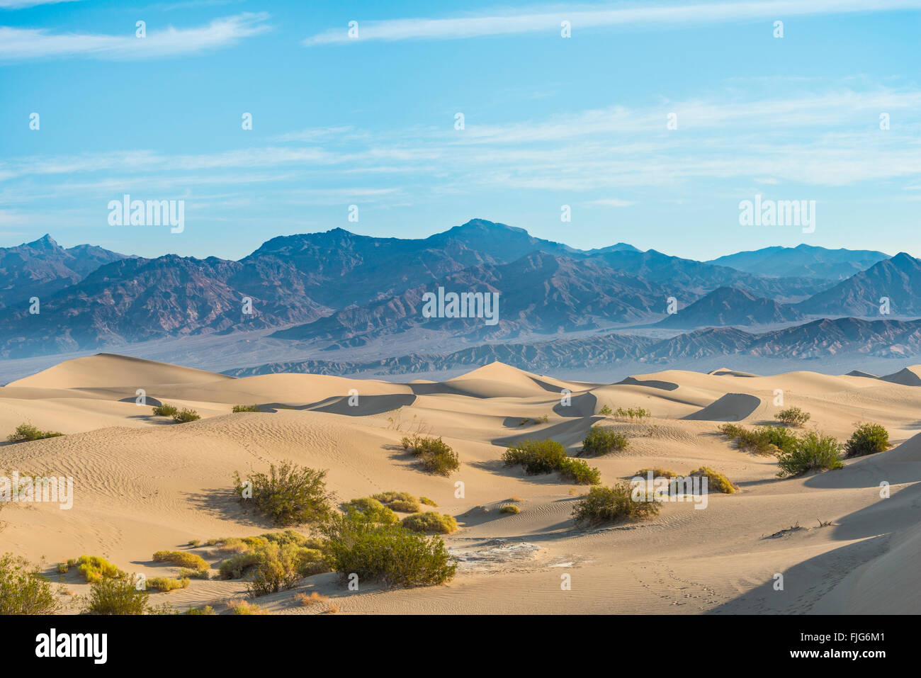 Creosote Bushes (Larrea tridentata) in the Mesquite Flat Sand Dunes ...