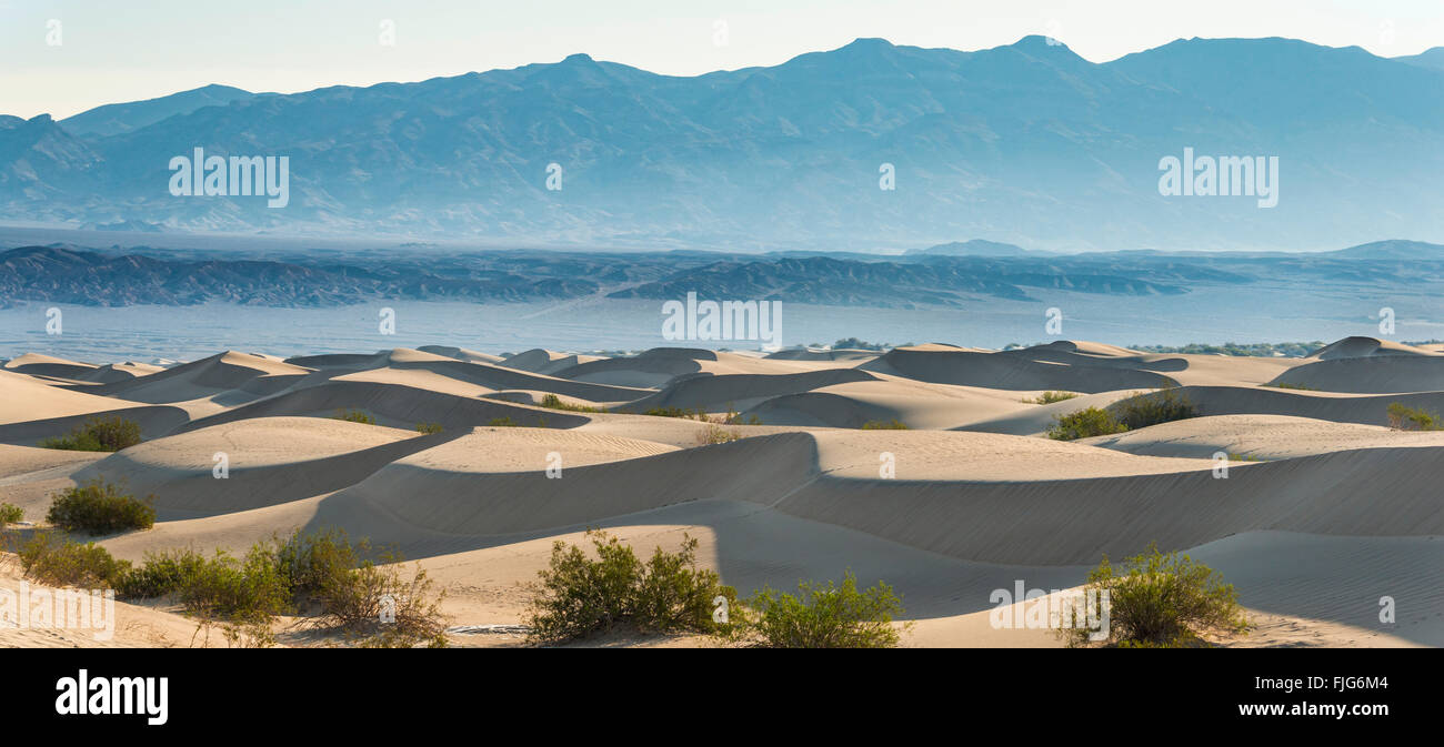 Creosote Bushes (Larrea tridentata) in the Mesquite Flat Sand Dunes ...