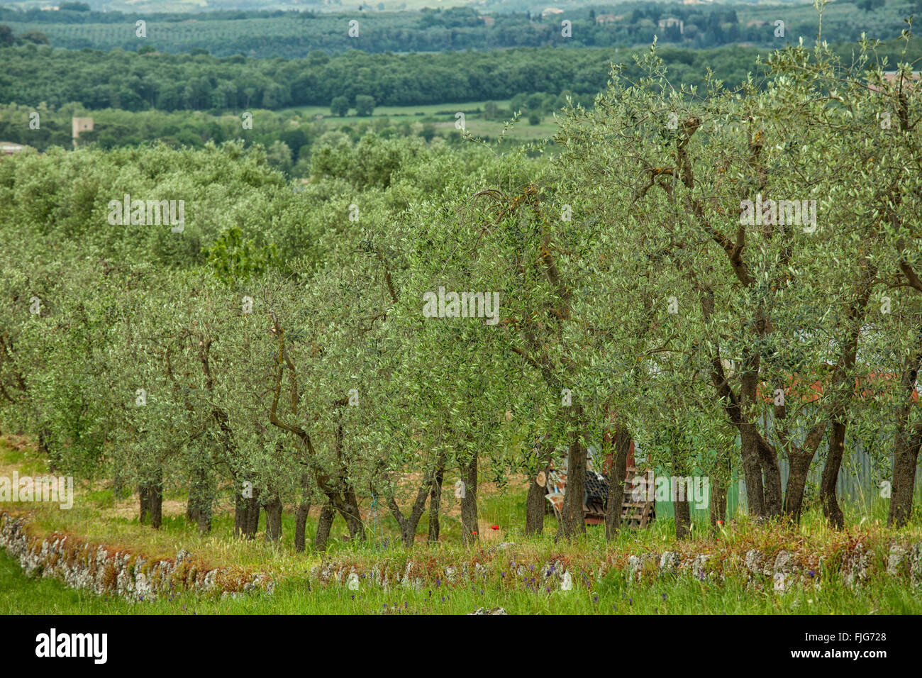 Tuscan olives hi-res stock photography and images - Alamy
