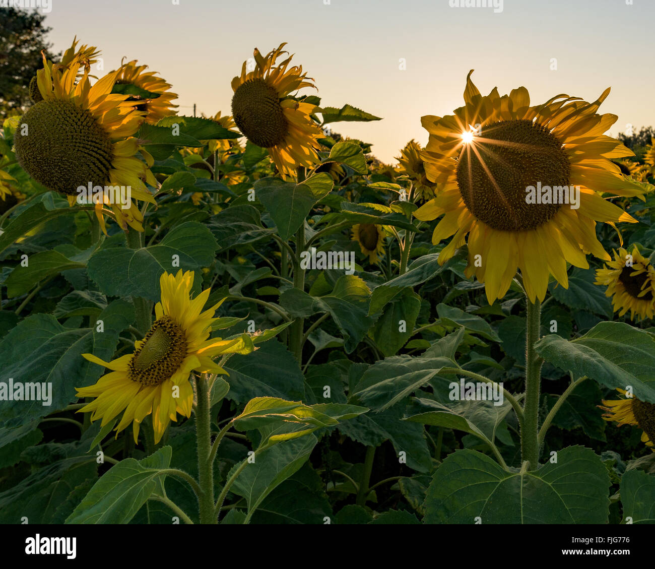 Sun rays through sunflower leaves Stock Photo - Alamy
