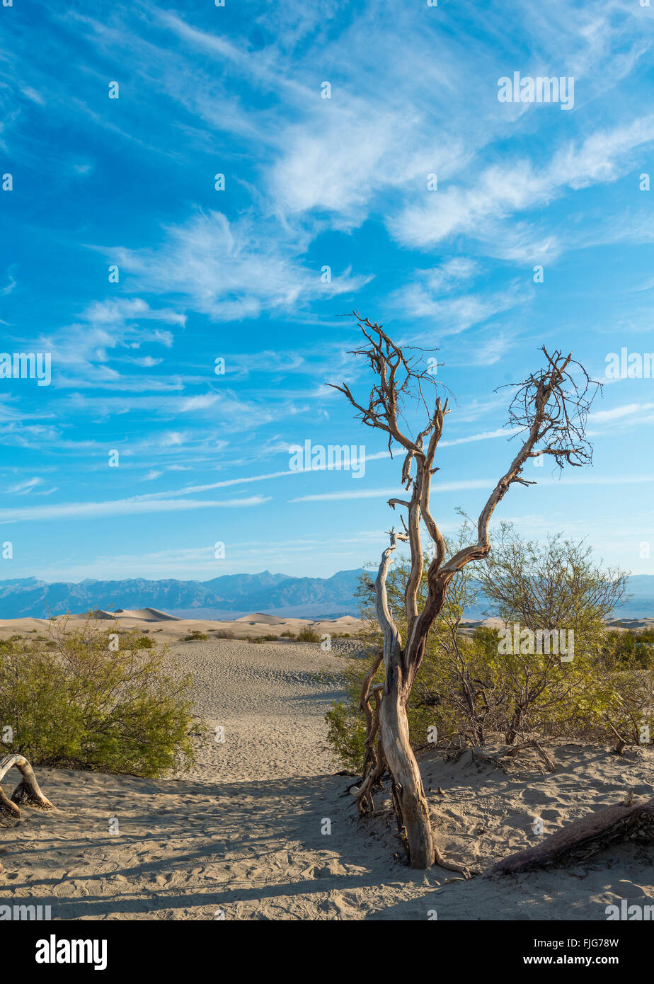 Creosote bushes hi-res stock photography and images - Alamy