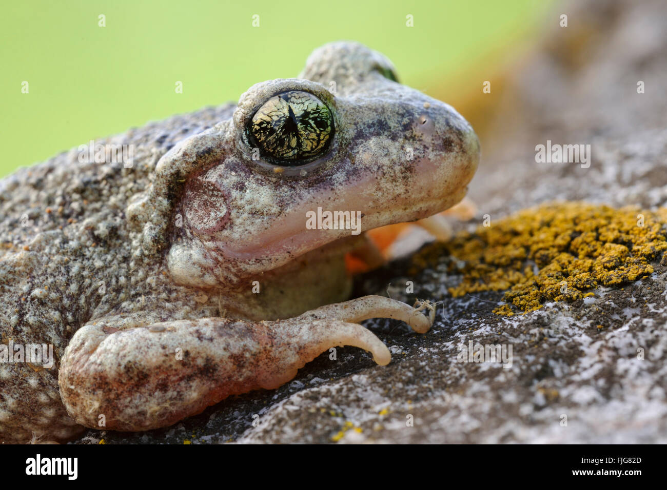 Common Midwife Toad / Geburtshelferkröte ( Alytes obstetricans ), close ...