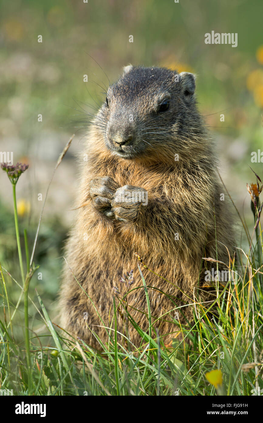 Alpine marmot (Marmota marmota), Offspring, Alp Trida, Samnaun, Canton ...