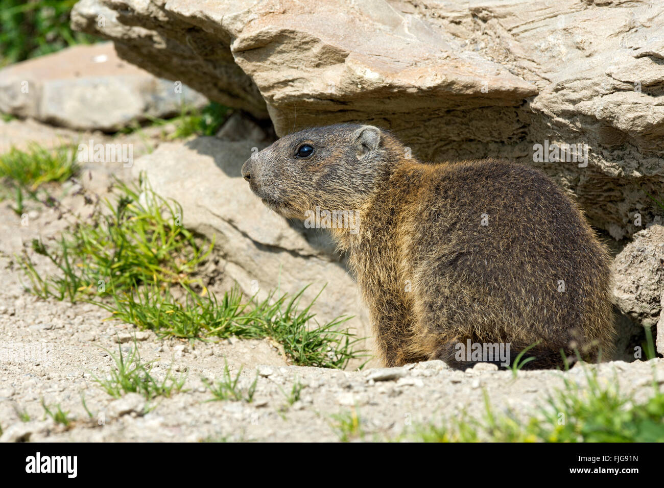 Marmot burrow hi-res stock photography and images - Alamy