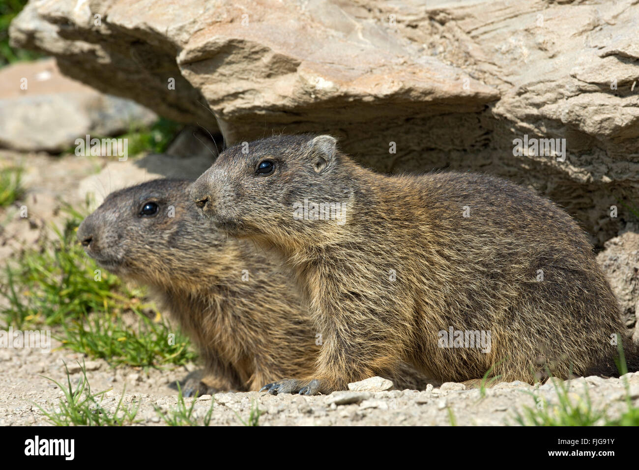 Marmots Switzerland High Resolution Stock Photography and Images - Alamy