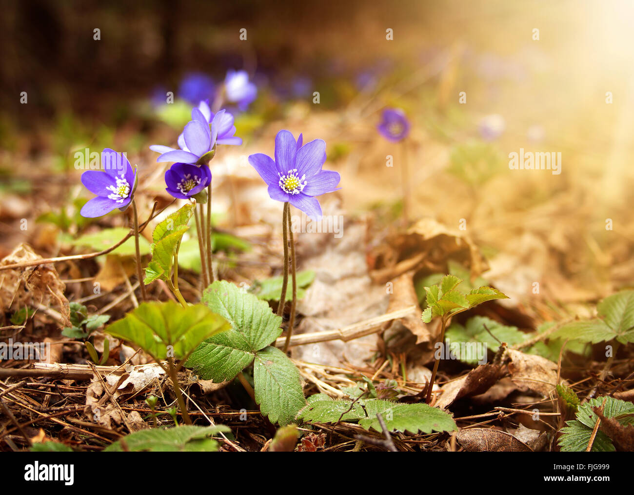 Spring flowers in the forest Stock Photo - Alamy