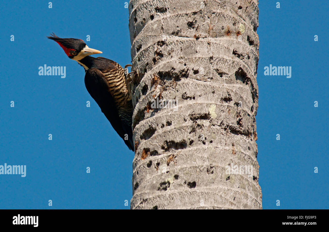 Lineated Woodpecker (Dryocopus lineatus) perched on a palm trunk ...
