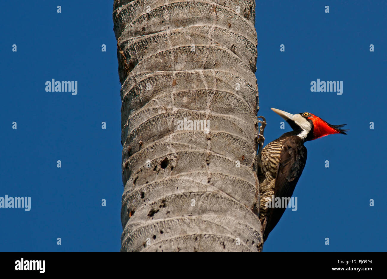 Lineated Woodpecker (Dryocopus lineatus) perched on a palm trunk ...