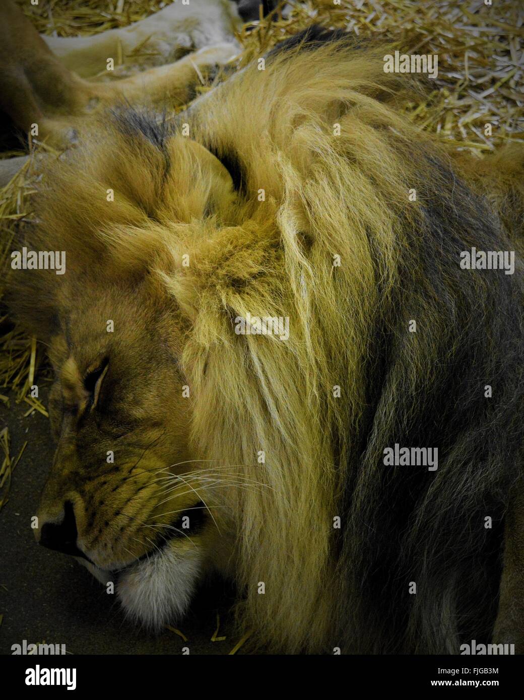 Lion closed eyes hi-res stock photography and images - Alamy