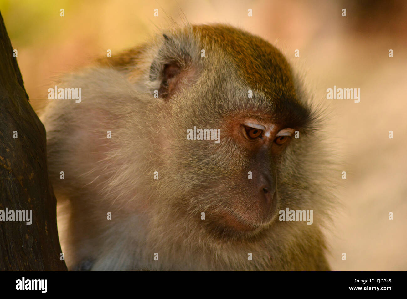 Monkey looking down hi-res stock photography and images - Alamy