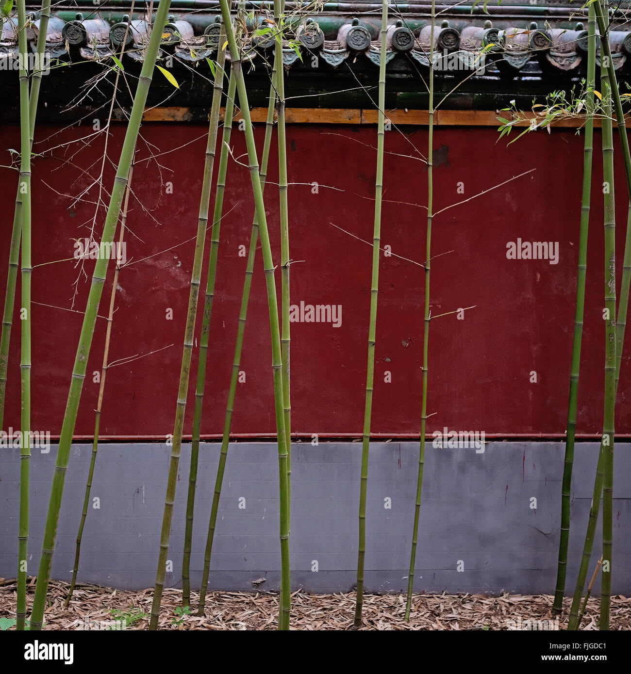 Bamboo in front of traditional red wall, Beijing Stock Photo - Alamy