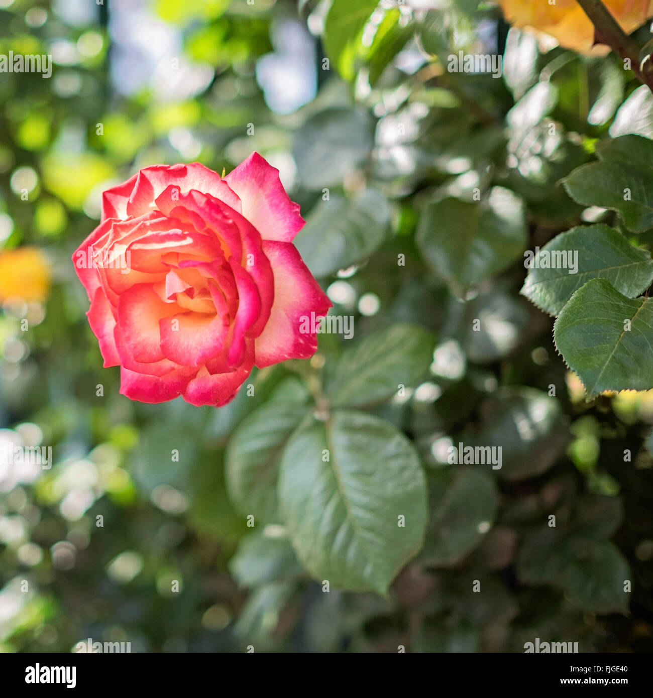 Rose street hi-res stock photography and images - Alamy