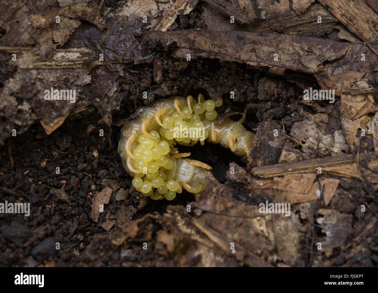 Macro image of centipede holding and protecting eggs / larvae in soil ...