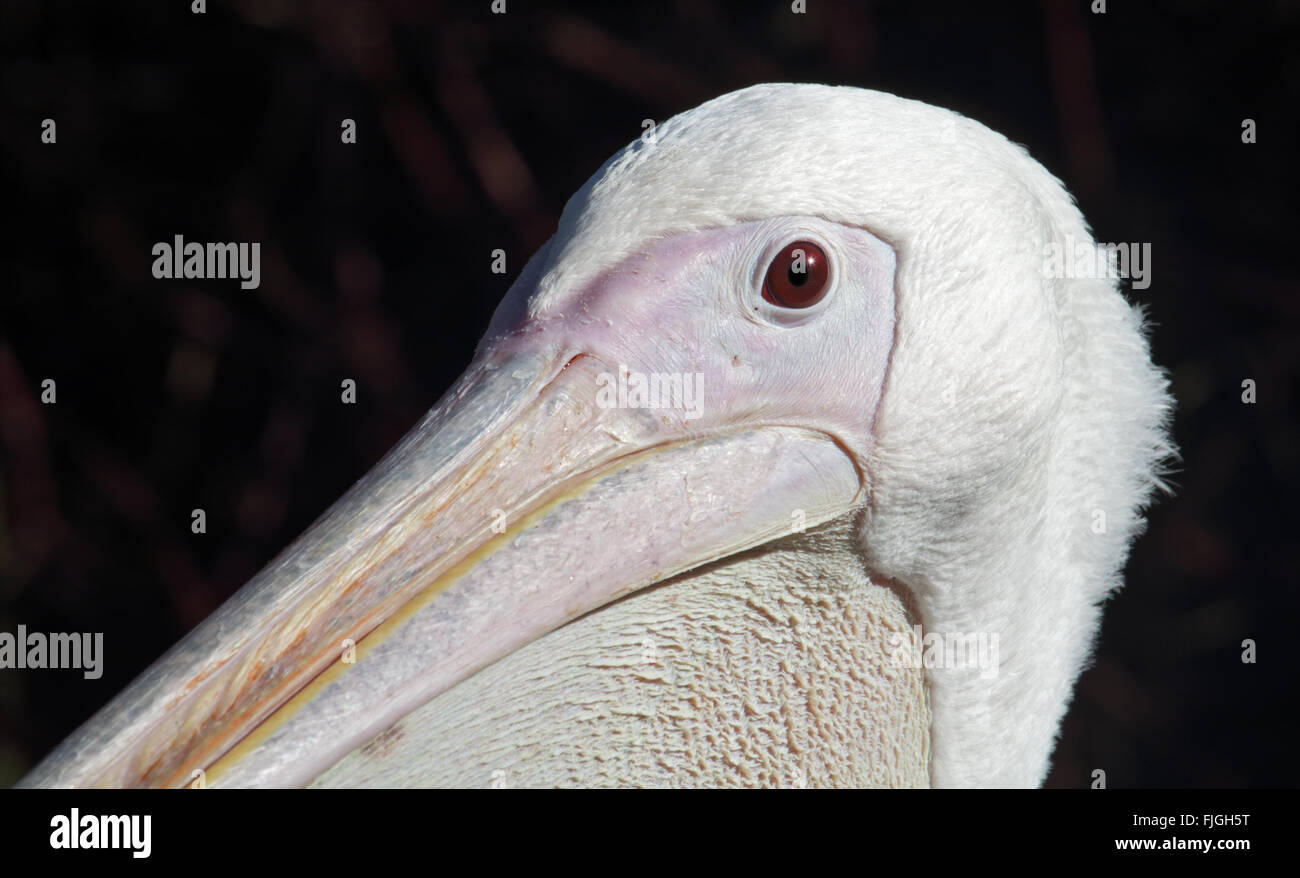 African white pelican hi-res stock photography and images - Alamy