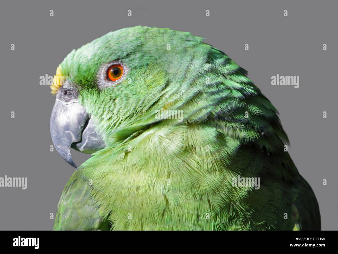 Yellow Naped Amazon (amazona auropalliata Stock Photo - Alamy