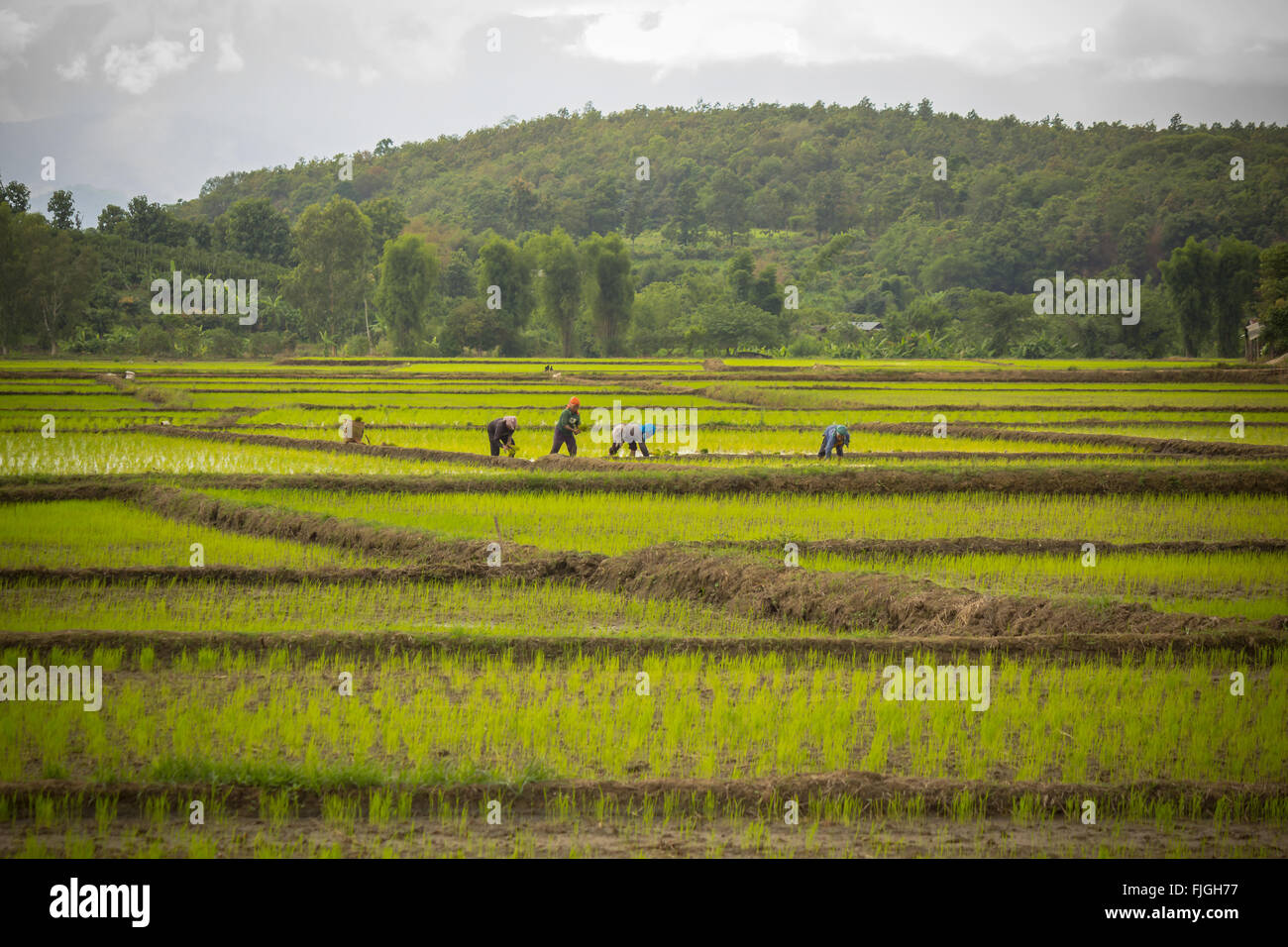 Farmers transplant rice in a field Stock Photo - Alamy