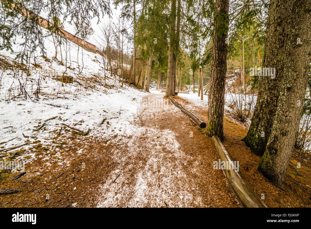 mountain trail in a forest of conifers on the snowy Alps in Italy Stock ...