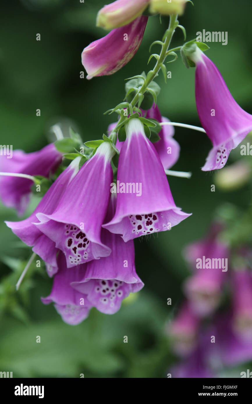 Purple lilac green hi-res stock photography and images - Alamy
