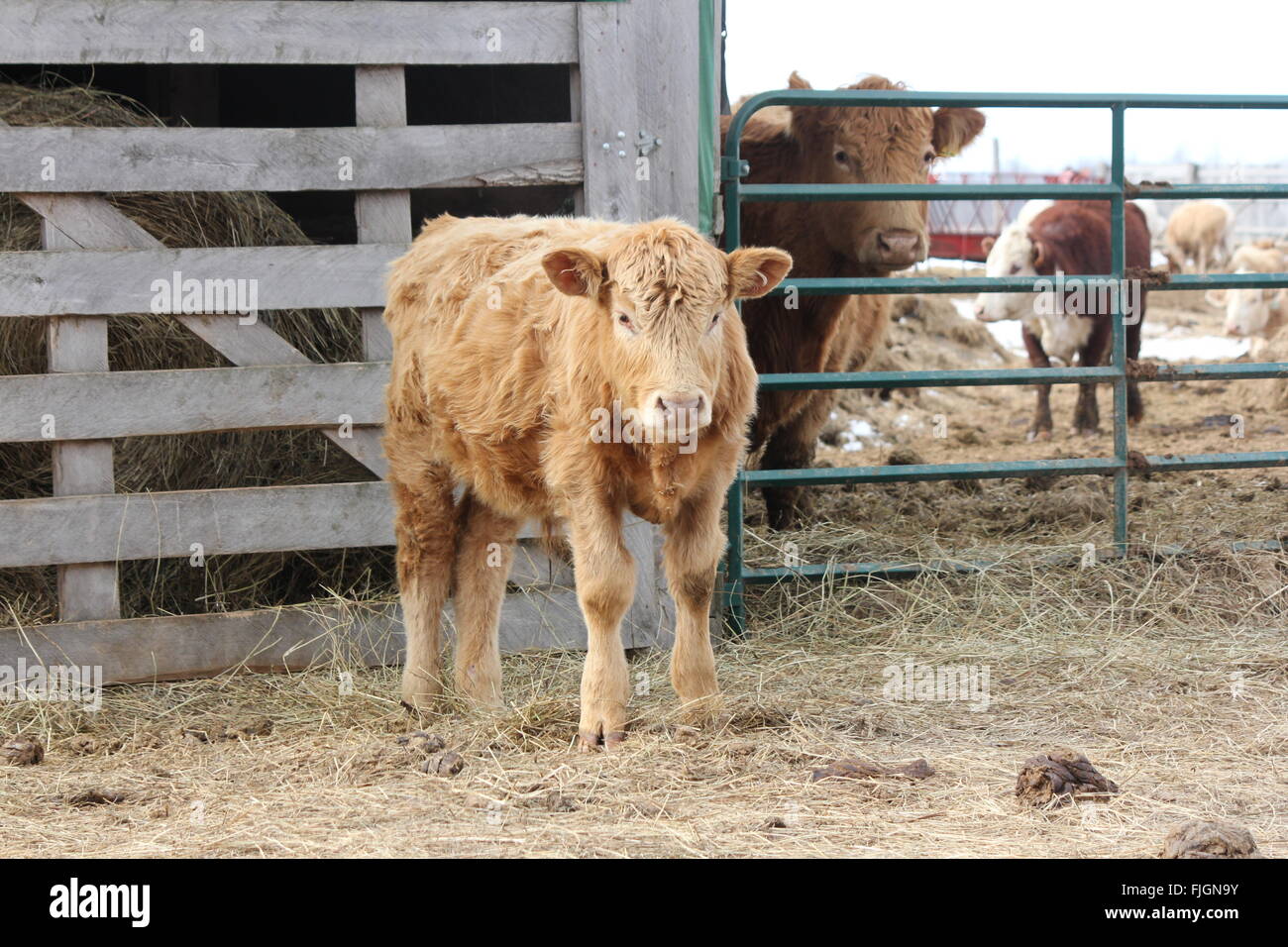 Calf standing on gate hi-res stock photography and images - Alamy
