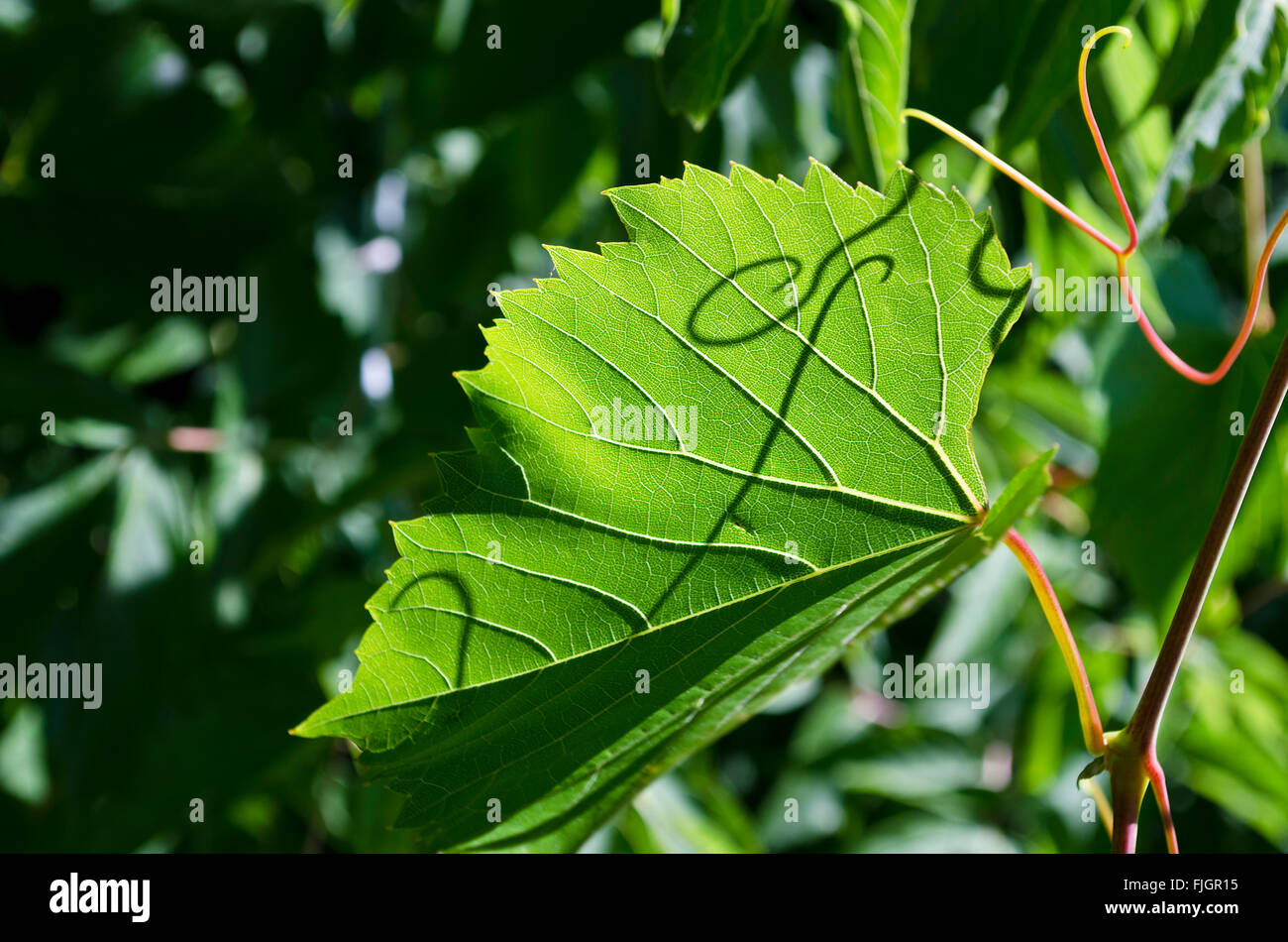 Green grape leaf on grapevine, close-up Stock Photo - Alamy