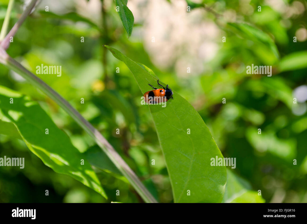 Ladybug on a leaf of a plant in the fields Stock Photo - Alamy
