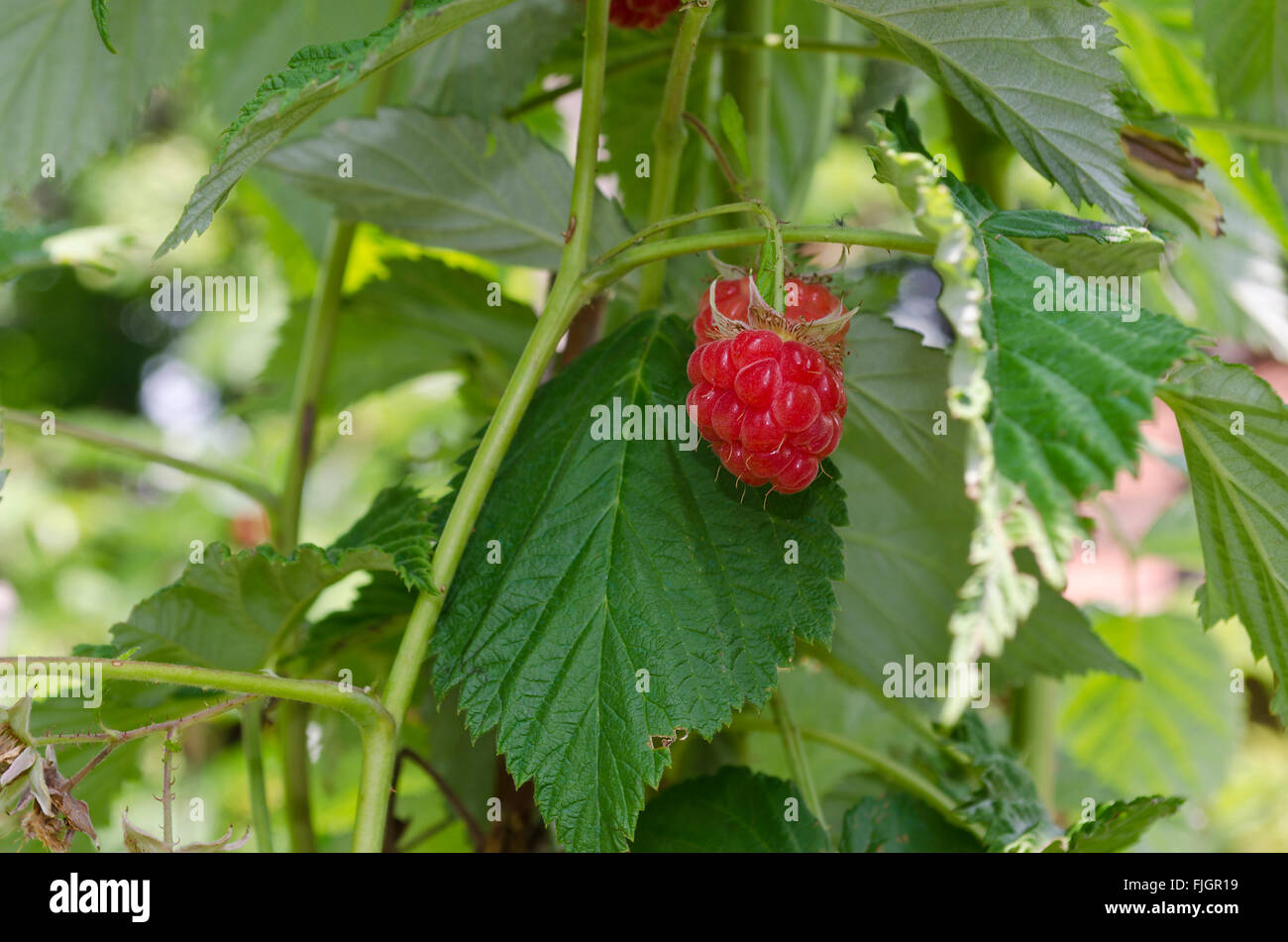 Raspberry. Growing Organic Berries closeup. Ripe raspberry in the fruit ...