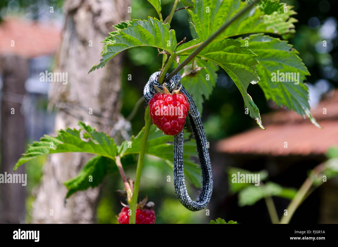 Raspberry. Growing Organic Berries closeup. Ripe raspberry in the fruit ...