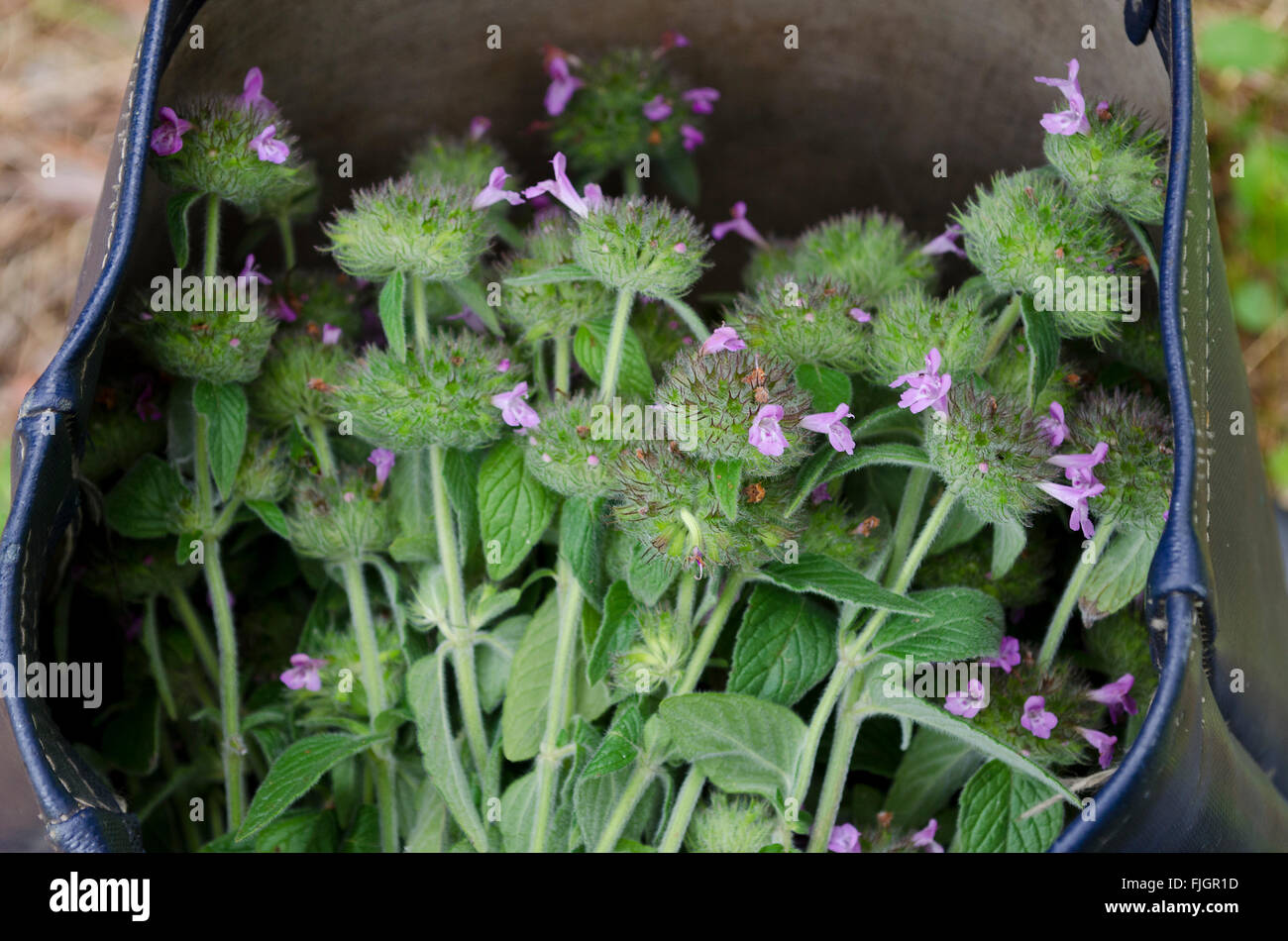 Collecting herbs in the meadows in summer day Stock Photo - Alamy