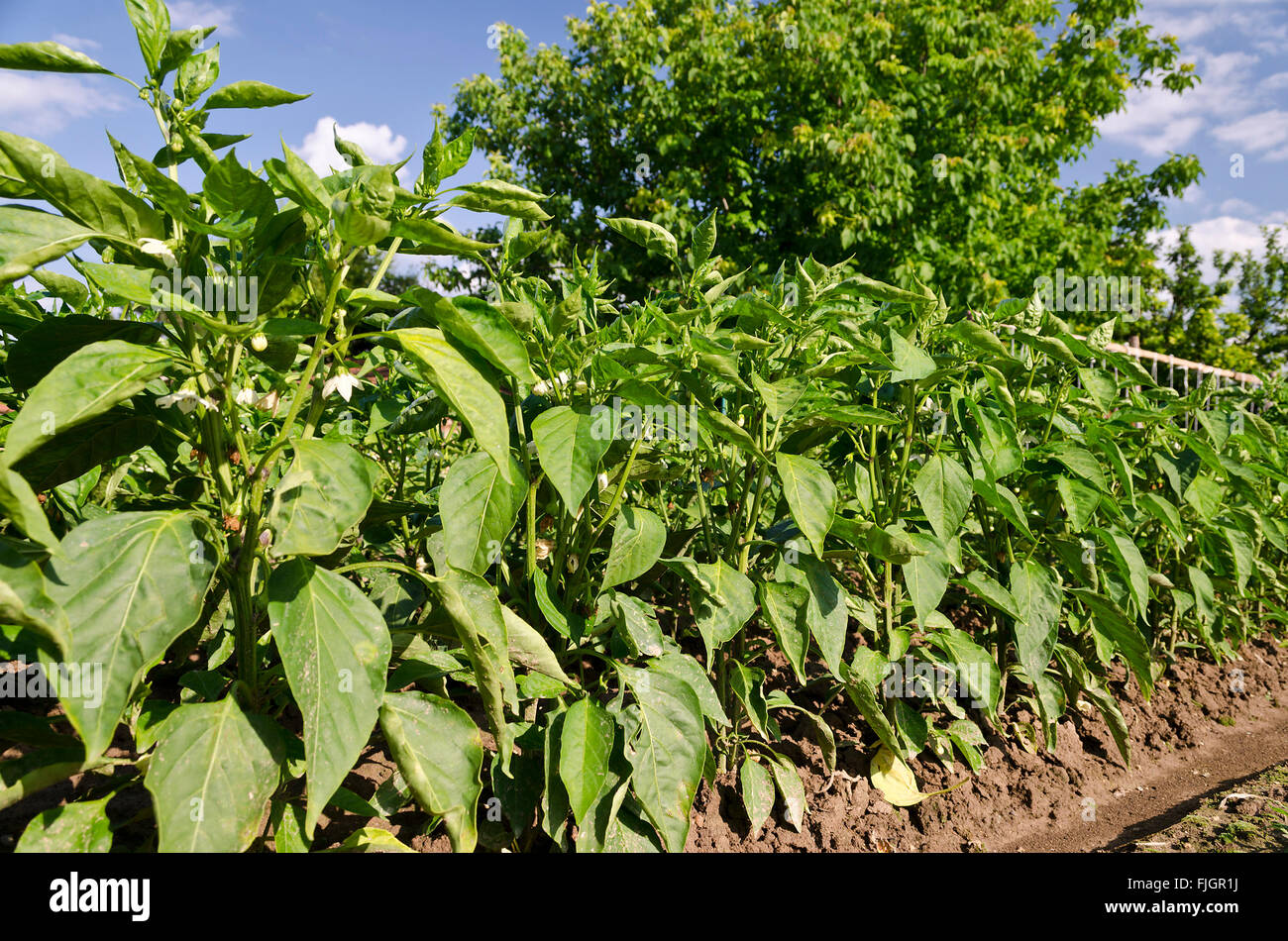 Pepper field hi-res stock photography and images - Alamy