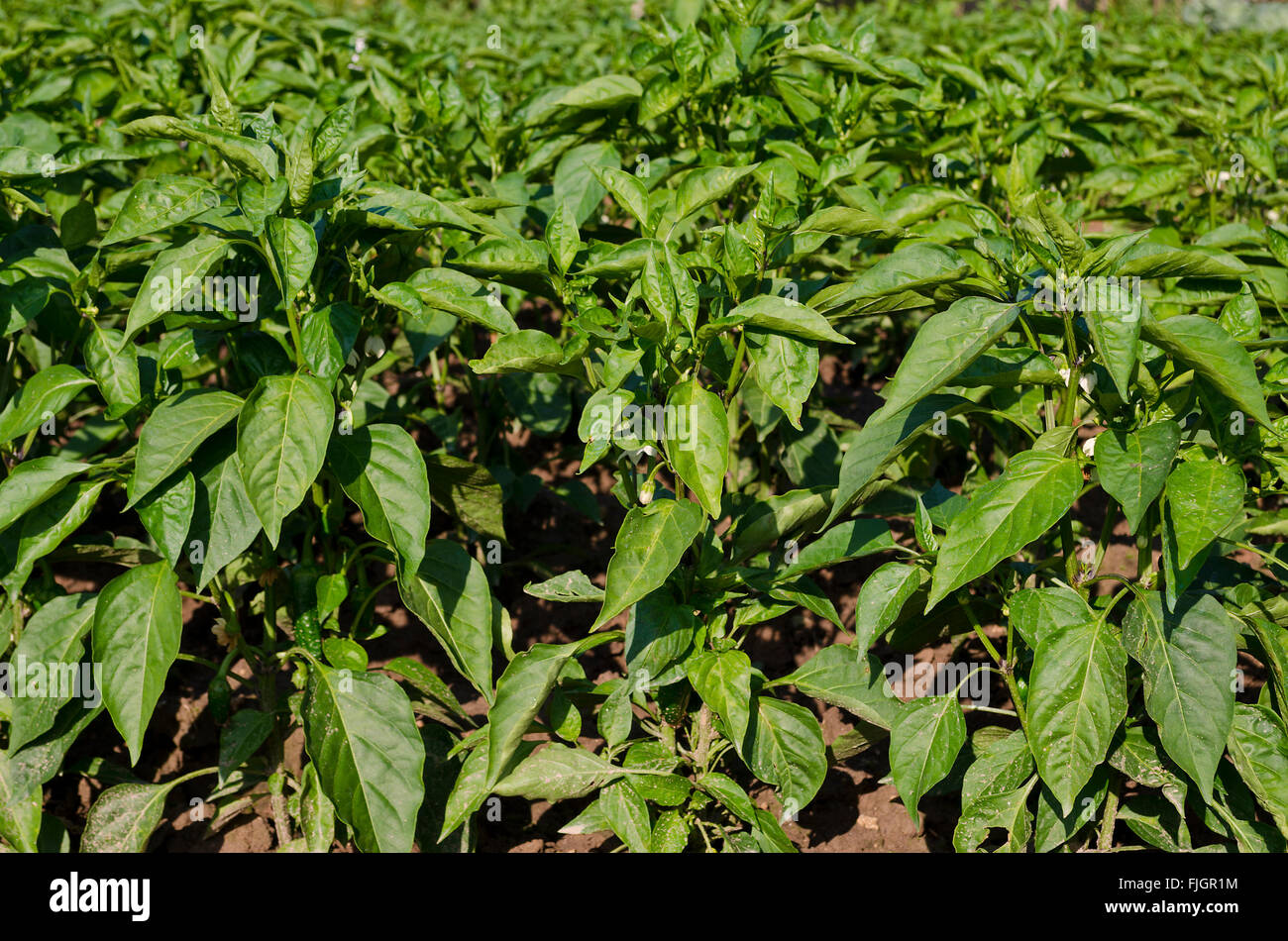 Pepper field hi-res stock photography and images - Alamy