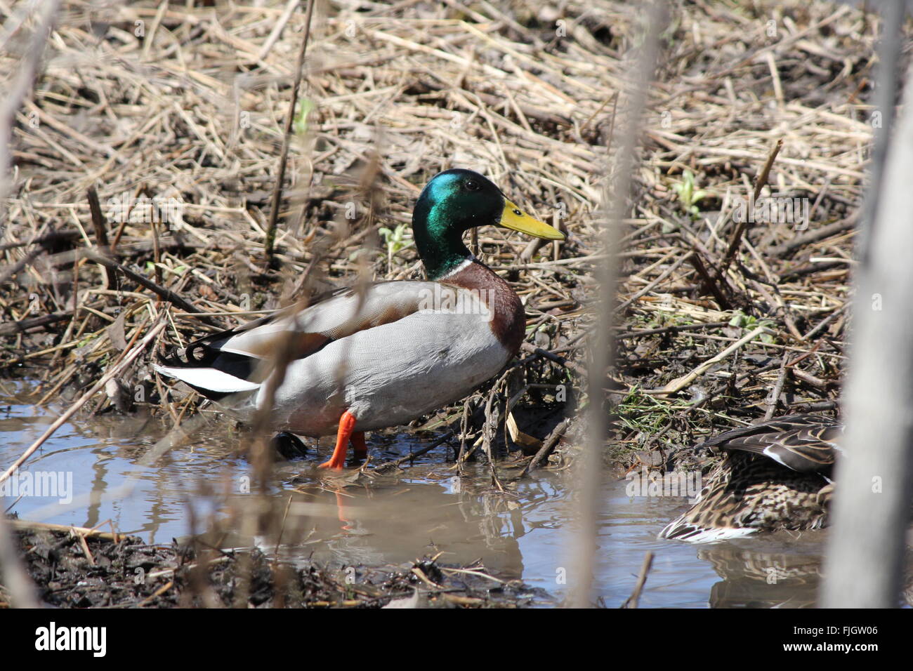 A Mallard Duck (Drake) climbing out of a ditch full of water Stock ...
