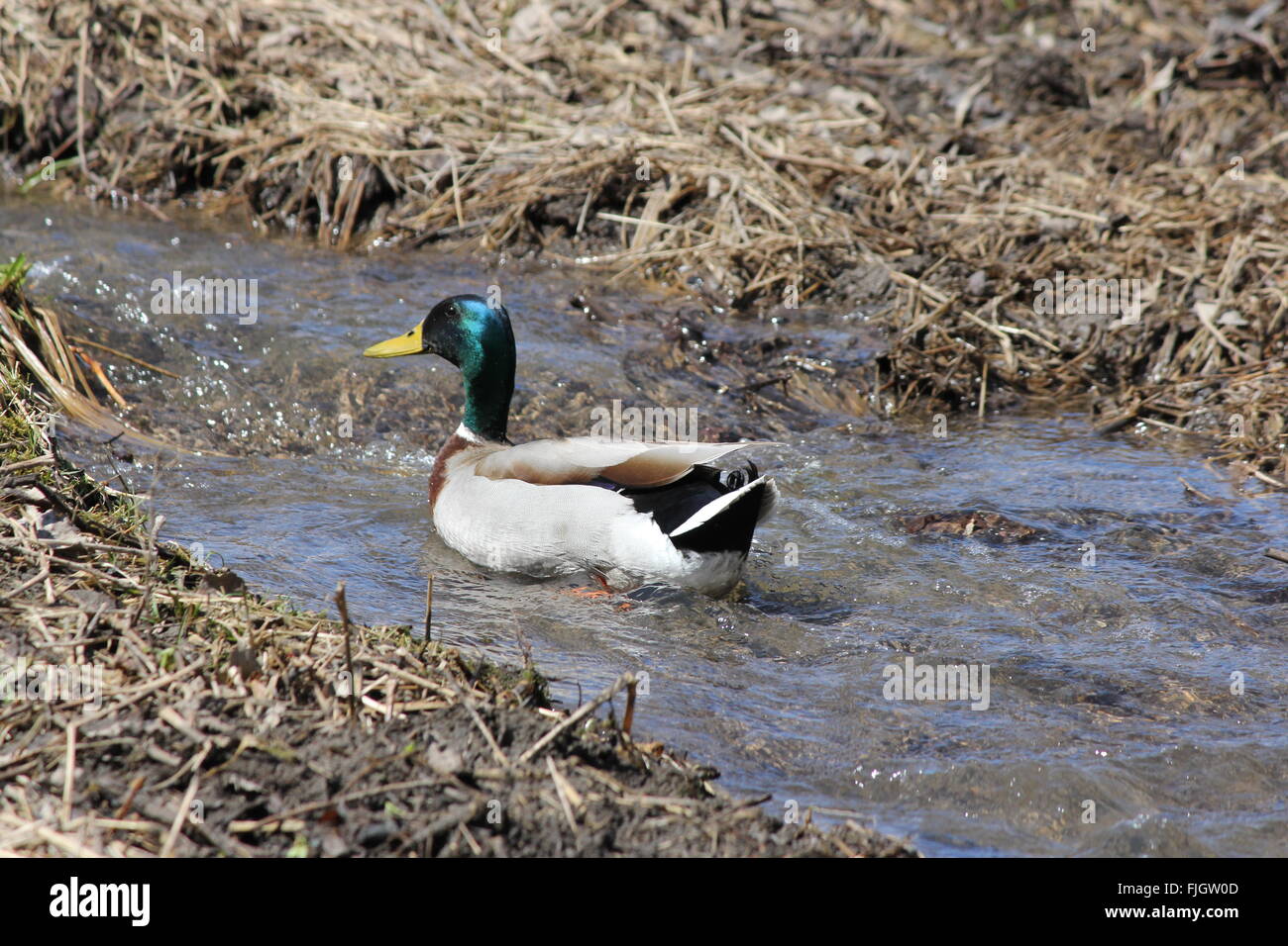A Mallard Duck (Drake) swimming up a small, fast moving ditch full of ...