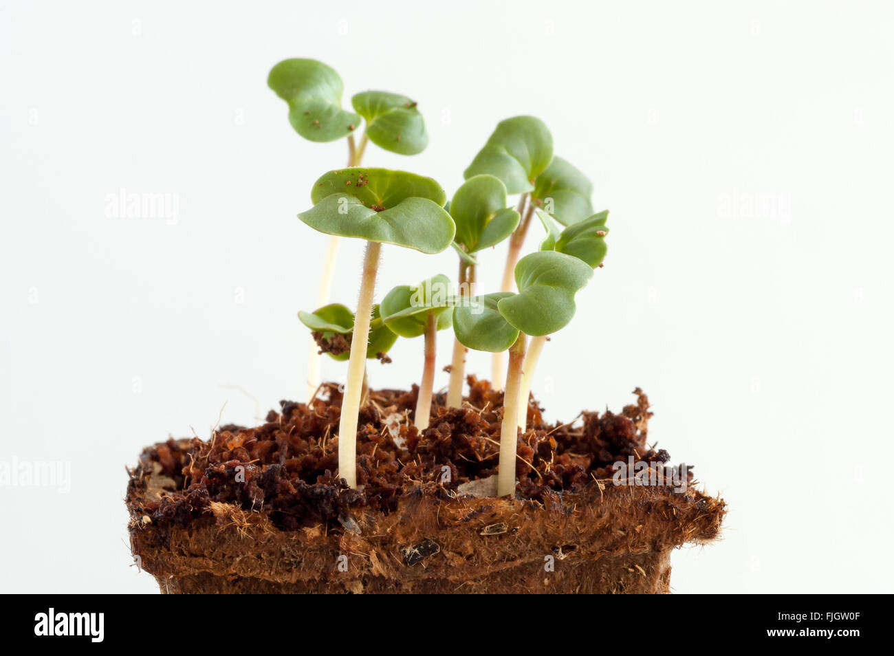 Sprouts of radish, raphanus sativus, seedlings a week after sowing the ...
