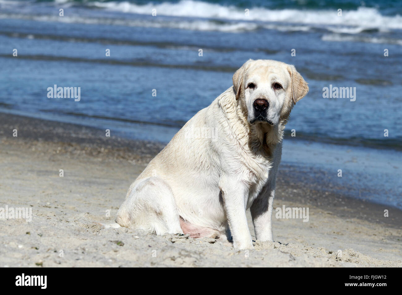cute nice yellow labrador at the sea portrait Stock Photo - Alamy