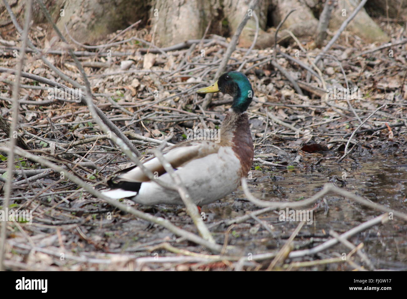 A Mallard (Drake) in an open area of a sparsely wooded forest Stock ...