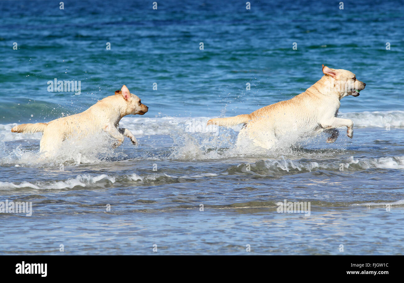 two nice young yellow labradors at the sea with a ball Stock Photo - Alamy
