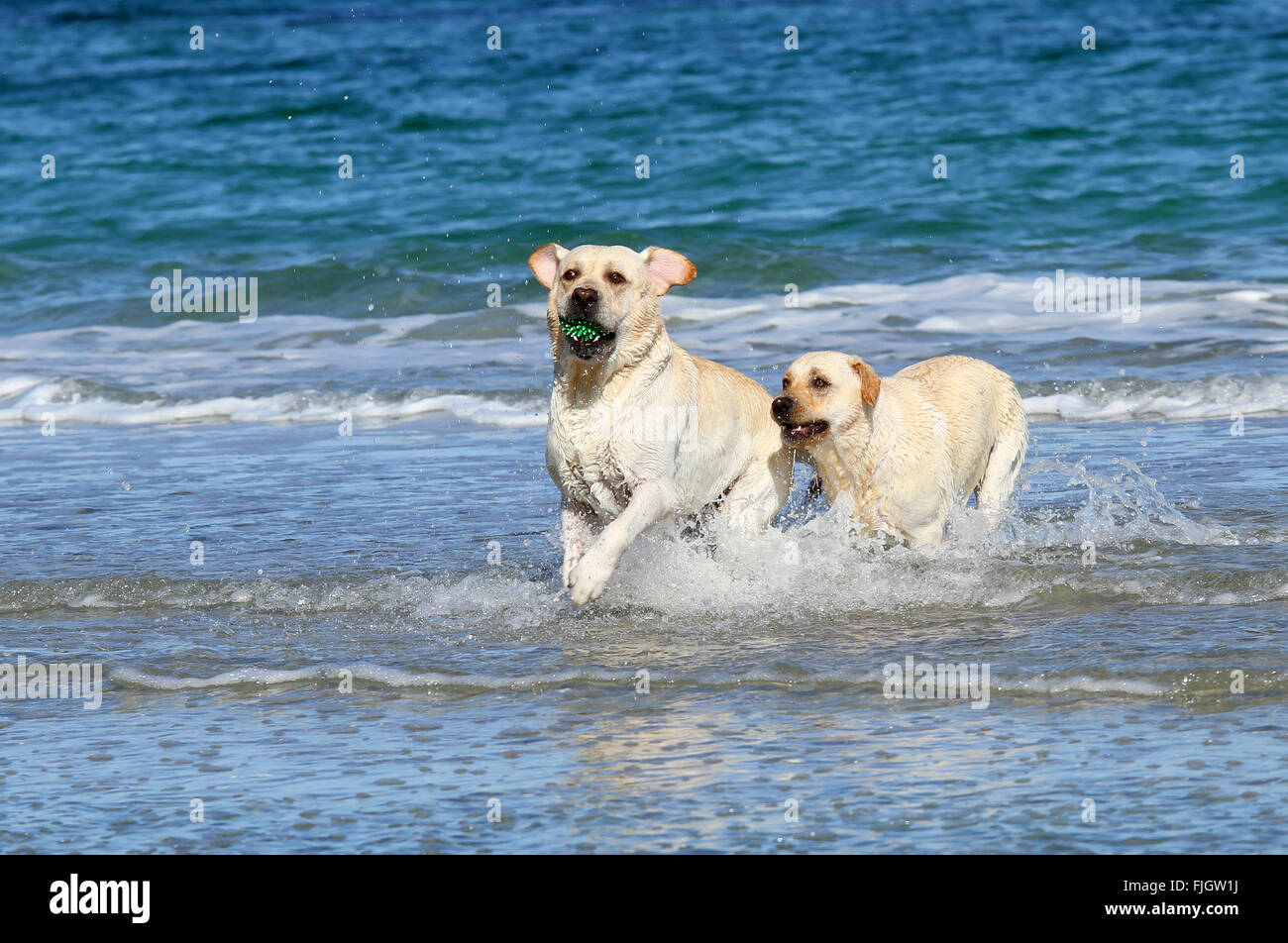 Cute labradors hi-res stock photography and images - Alamy