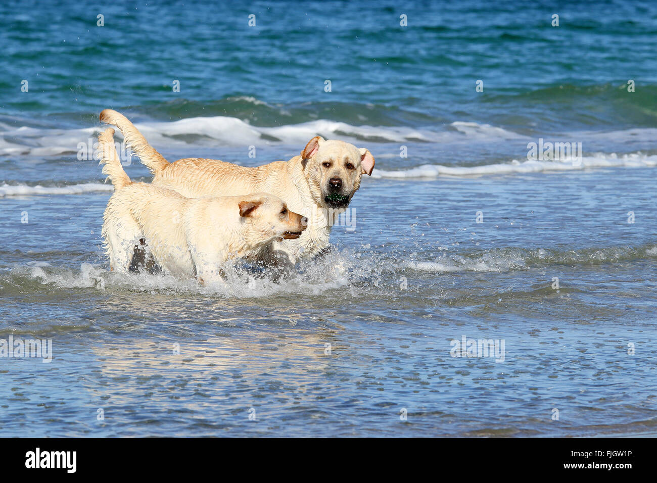 cute young yellow labradors at the sea with a ball Stock Photo - Alamy