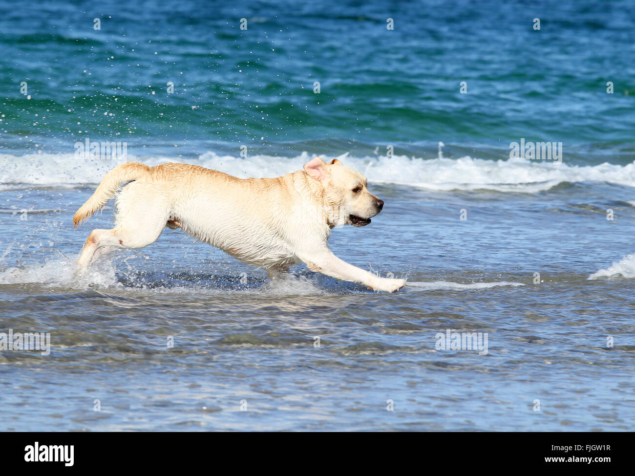 cute young yellow labrador at the sea Stock Photo - Alamy