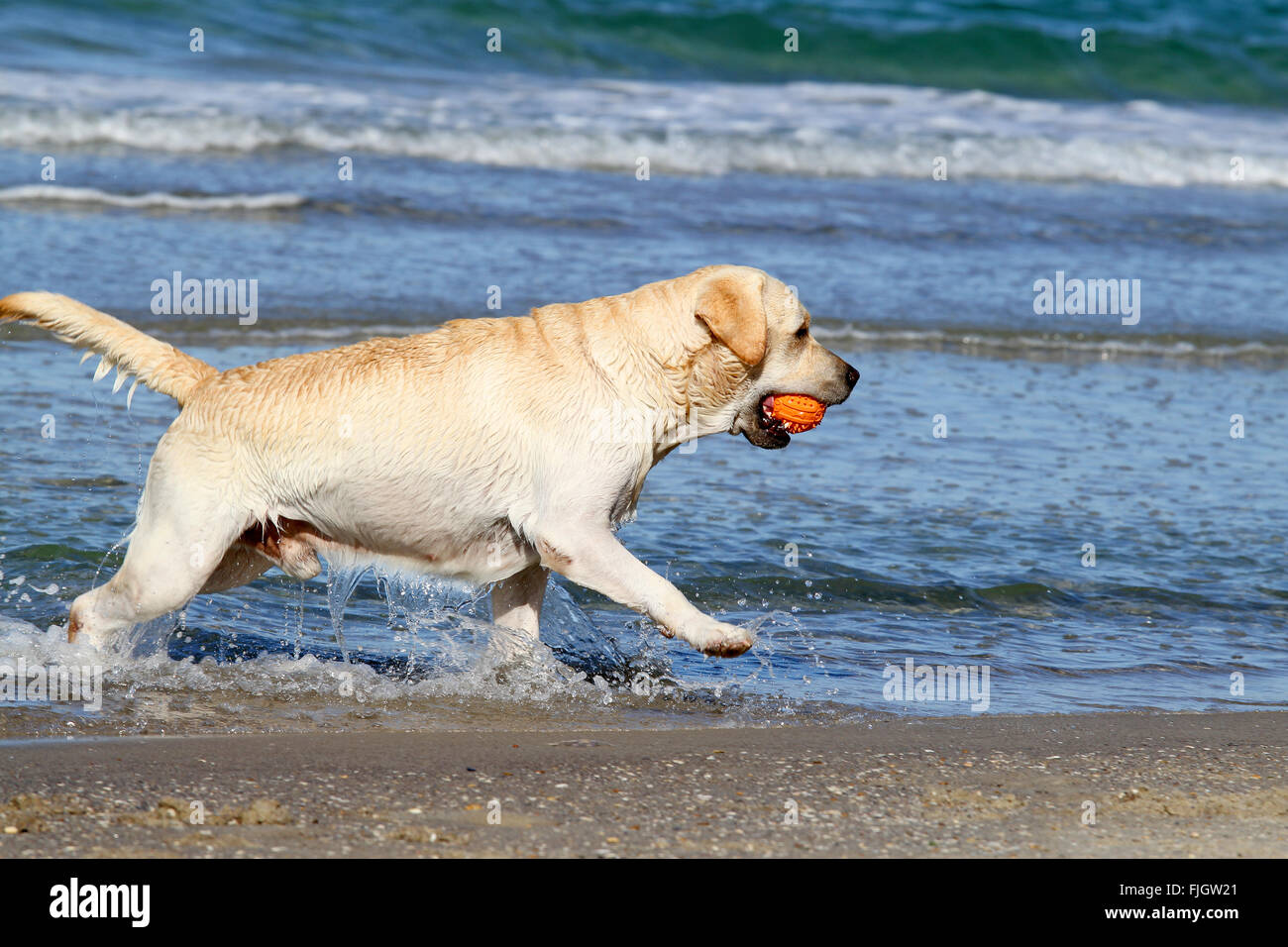 cute nice yellow labrador with orange ball Stock Photo - Alamy