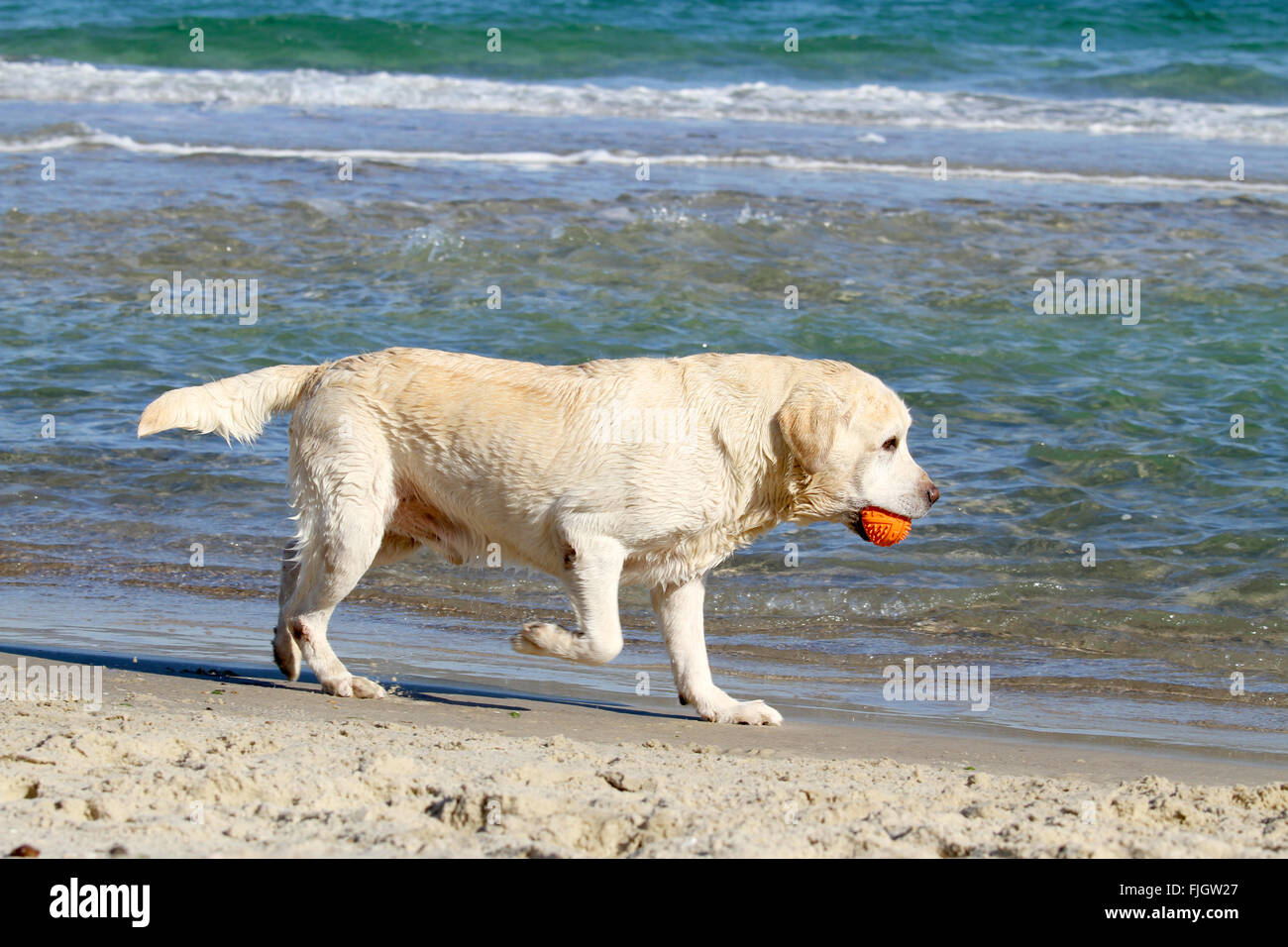 Golden retriever labrador nice dog hi-res stock photography and images ...