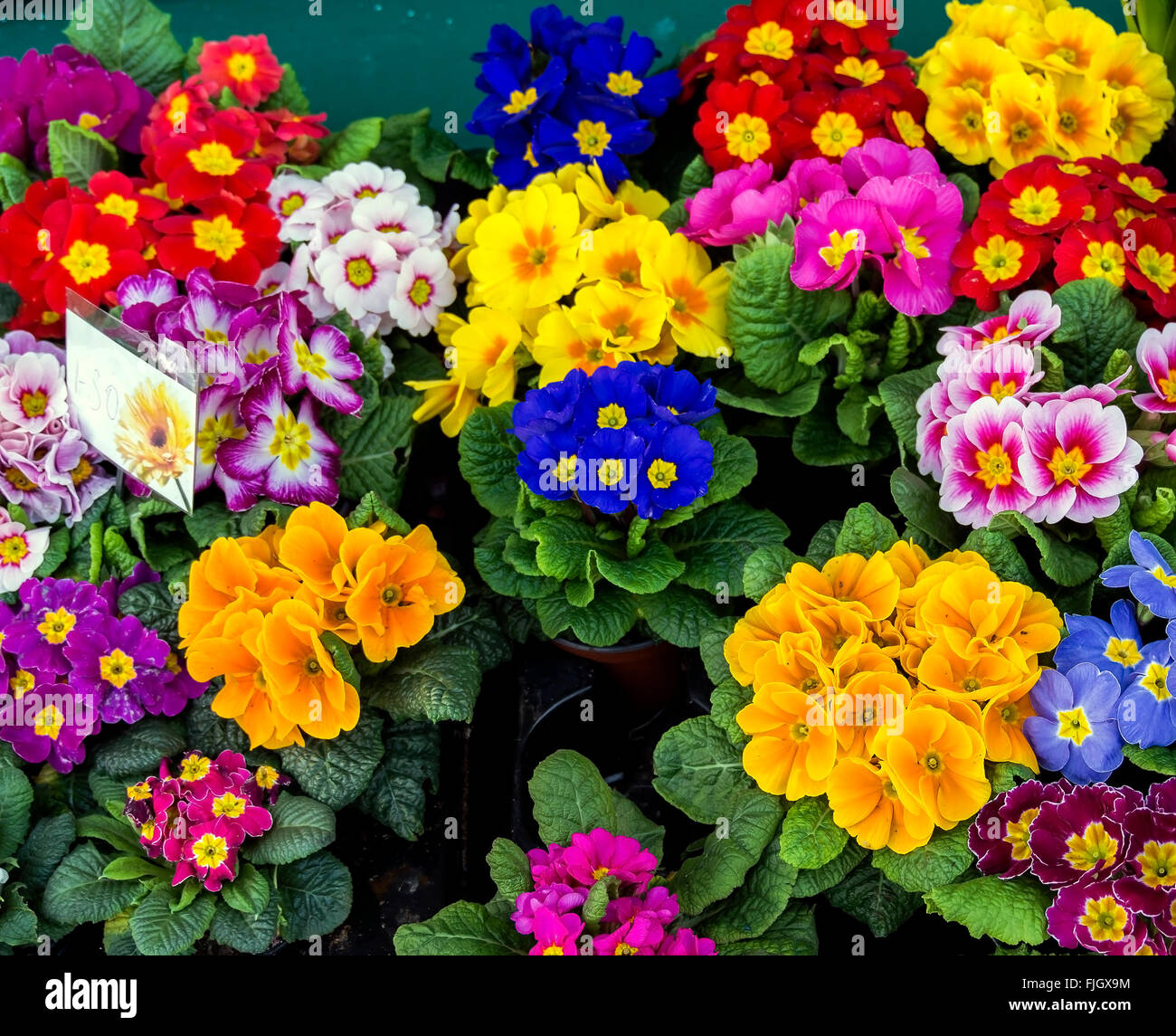 Primroses for sale hi-res stock photography and images - Alamy