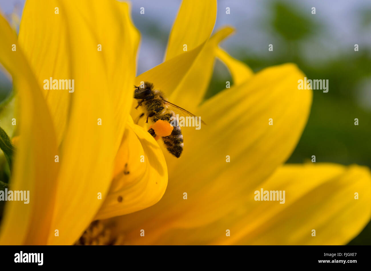 Honey bee foraging for nectar and pollen on a yellow sunflower Stock ...