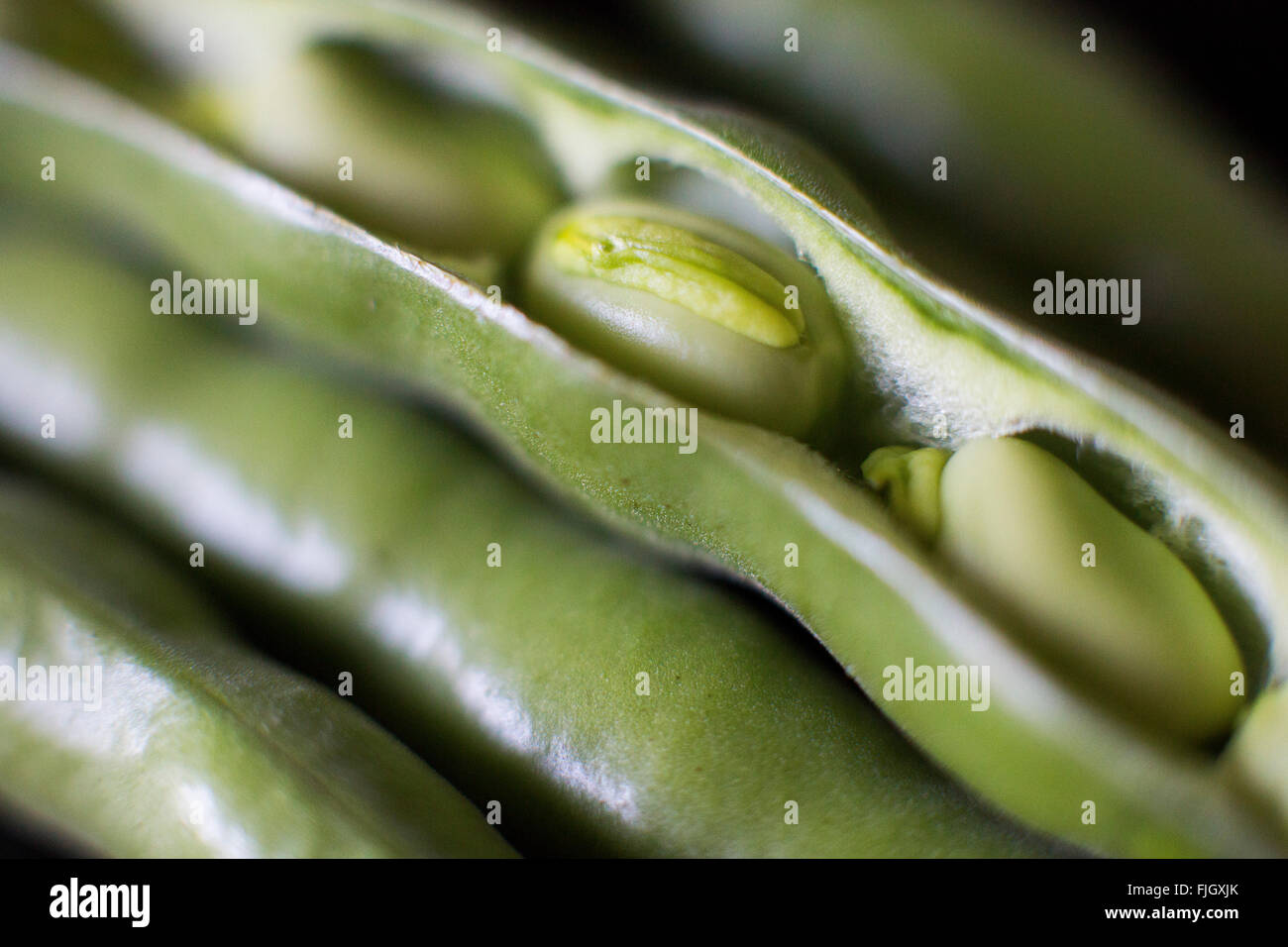 Close up views of broad bean in a pod Stock Photo - Alamy